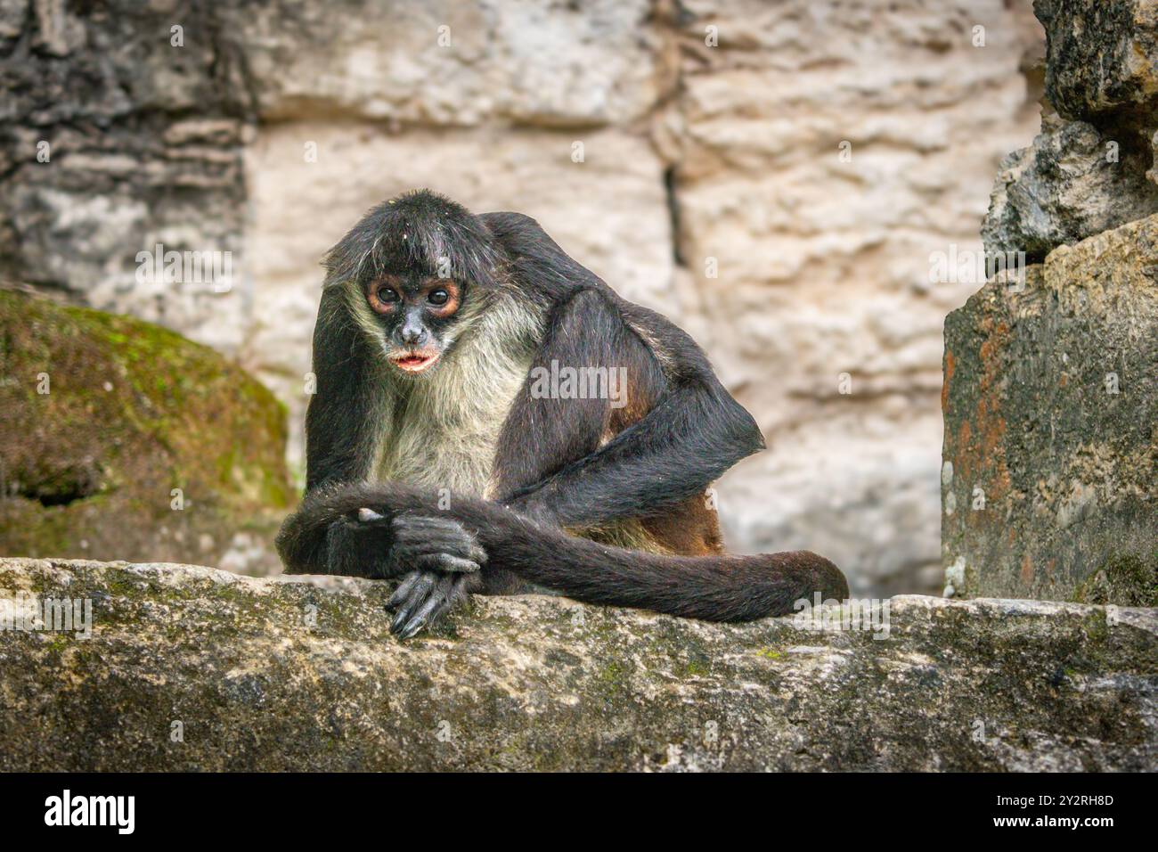 A wild White-Bellied Spider Monkey in Tikal National Park, Guatemala ...