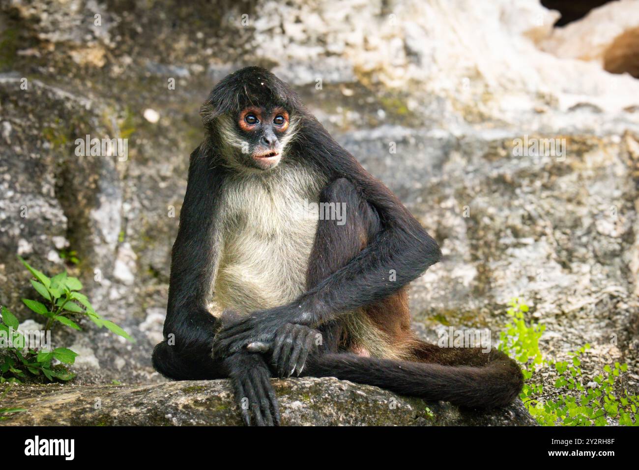 A wild White-Bellied Spider Monkey in Tikal National Park, Guatemala ...
