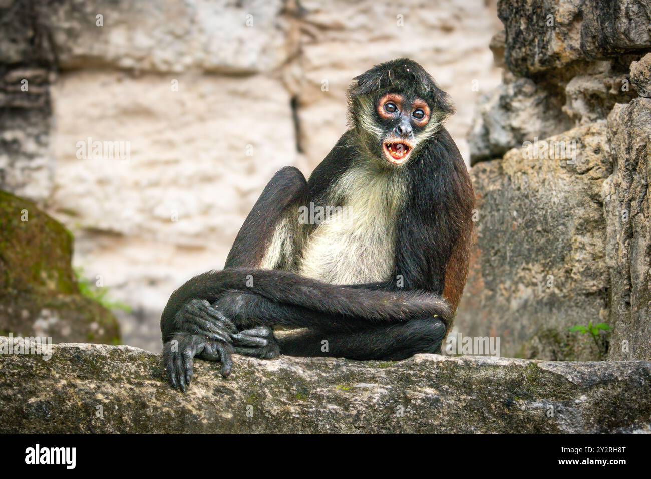 A wild White-Bellied Spider Monkey in Tikal National Park, Guatemala ...