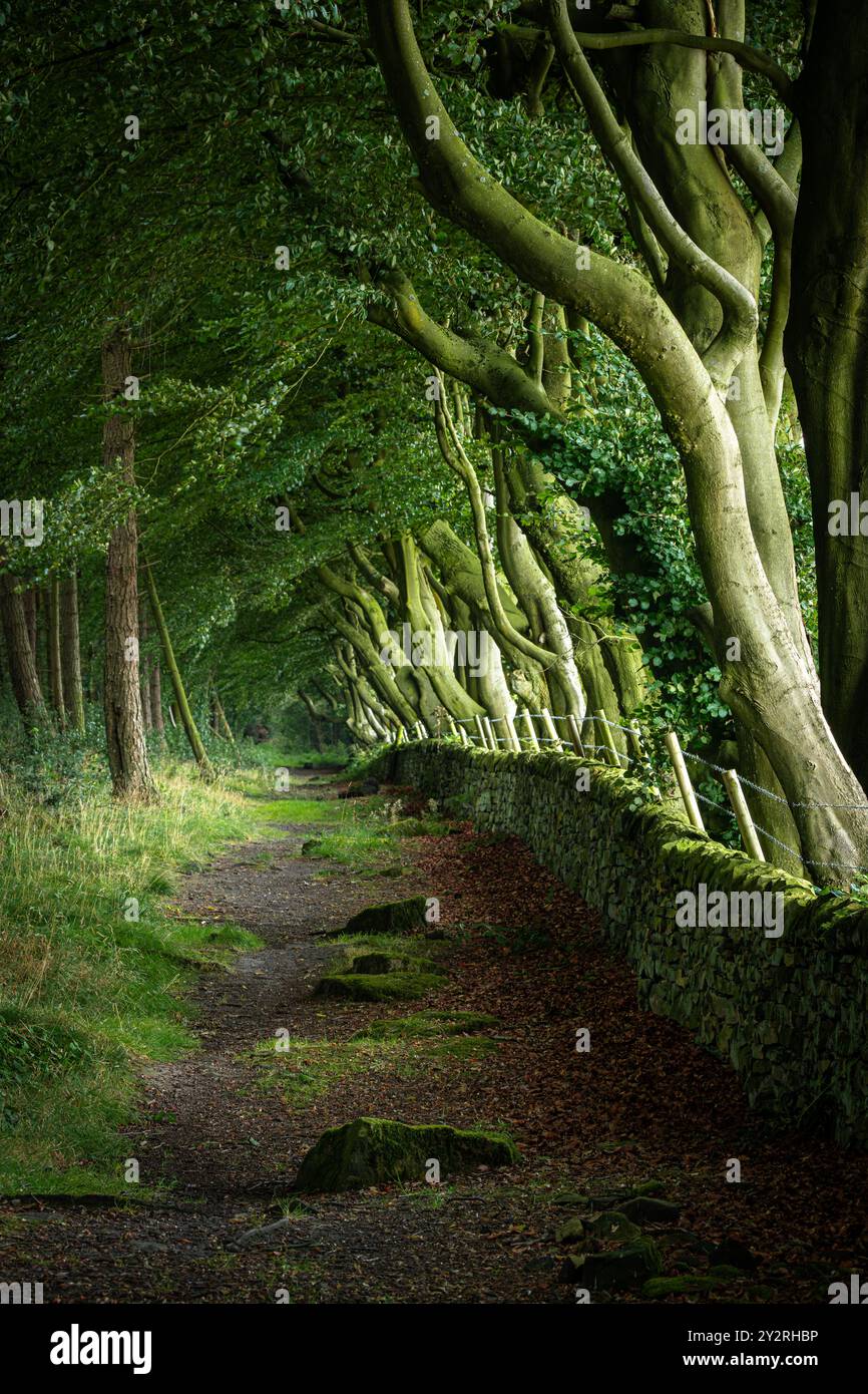 A rural British landscape of arching beech trees and a woodland path at ...