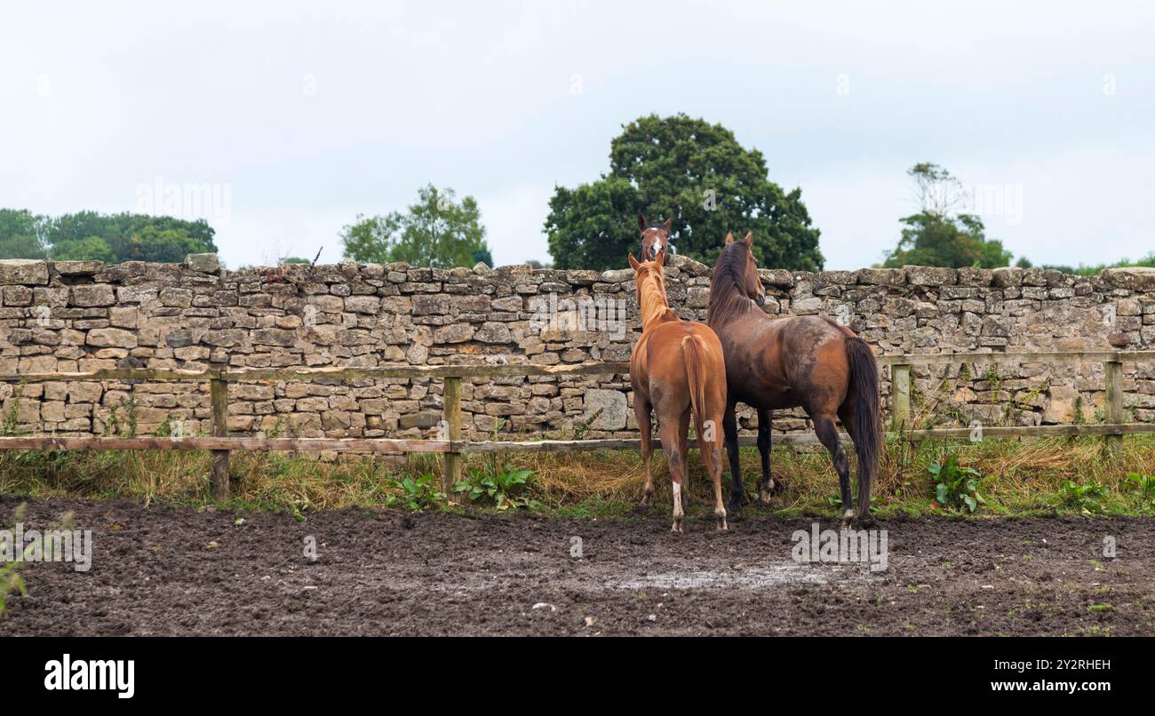 Racehorses having a chat over garden wall at Denton Hall stables ...