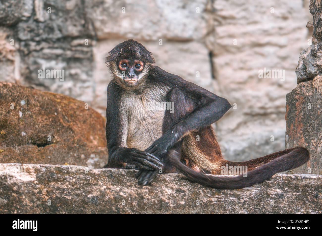 A wild White-Bellied Spider Monkey in Tikal National Park, Guatemala ...