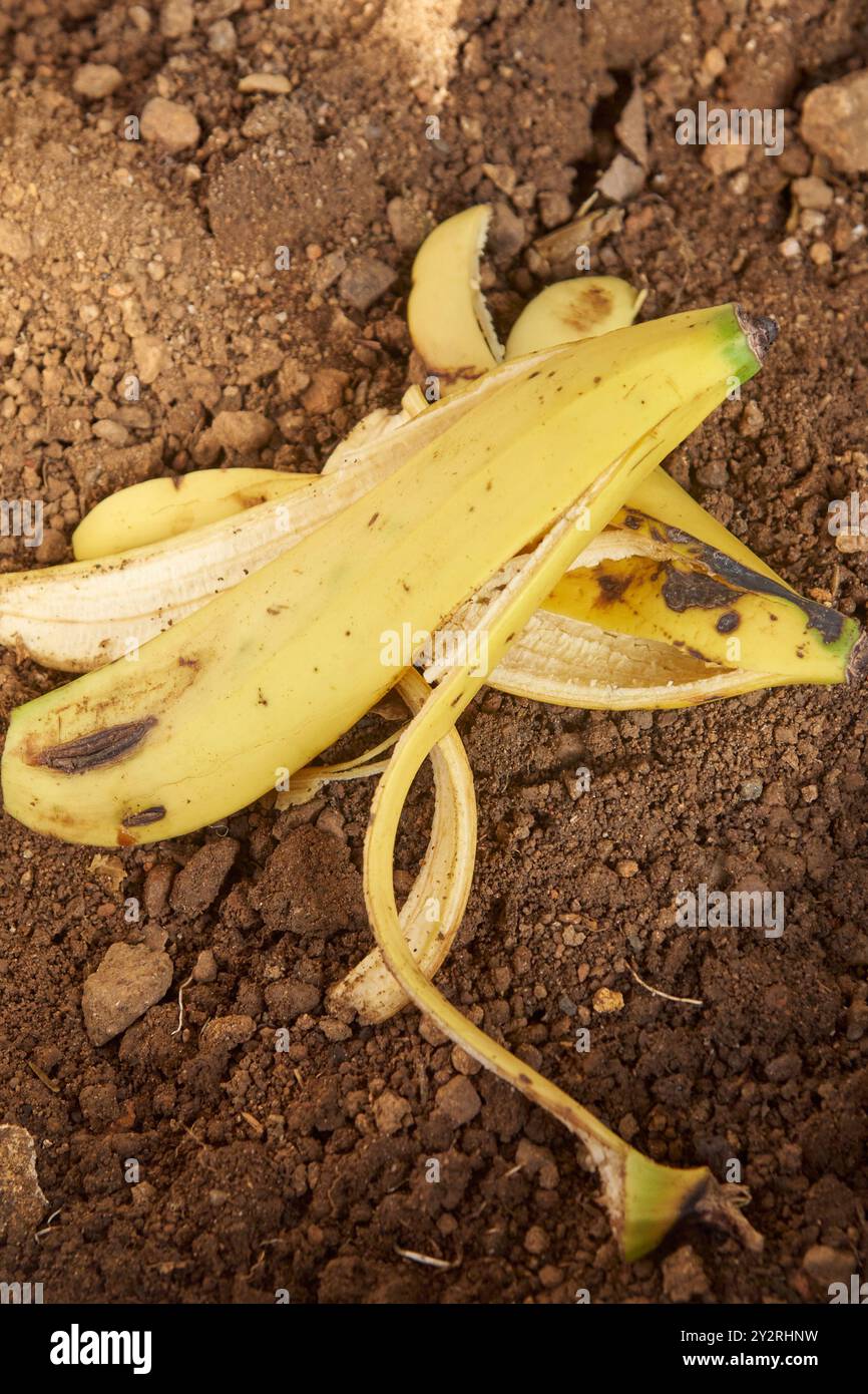 close-up of banana peels thrown on soil, nutrient rich food scrapes ...