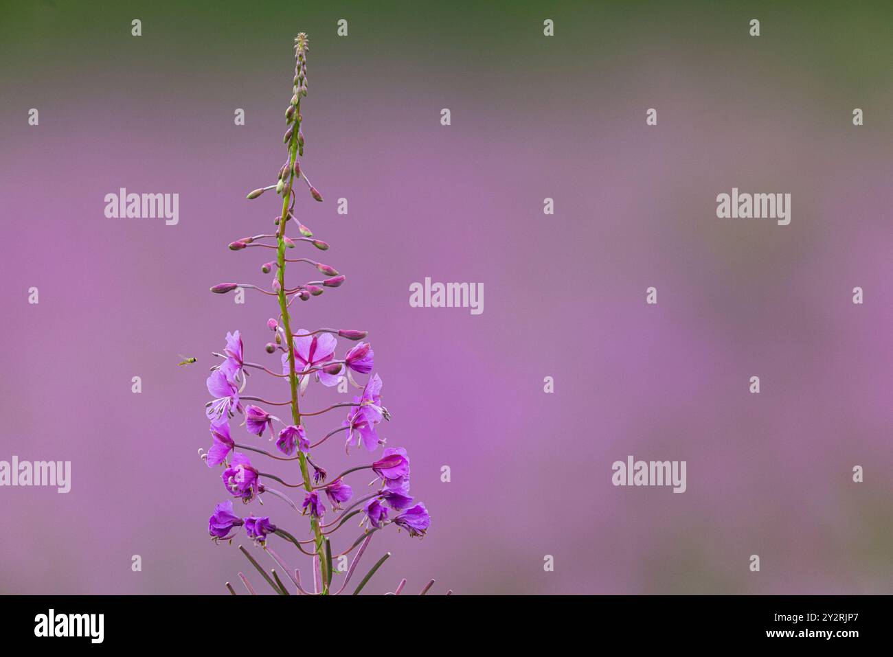 A closeup footage of Fireweed plant and small fly midair looking for ...