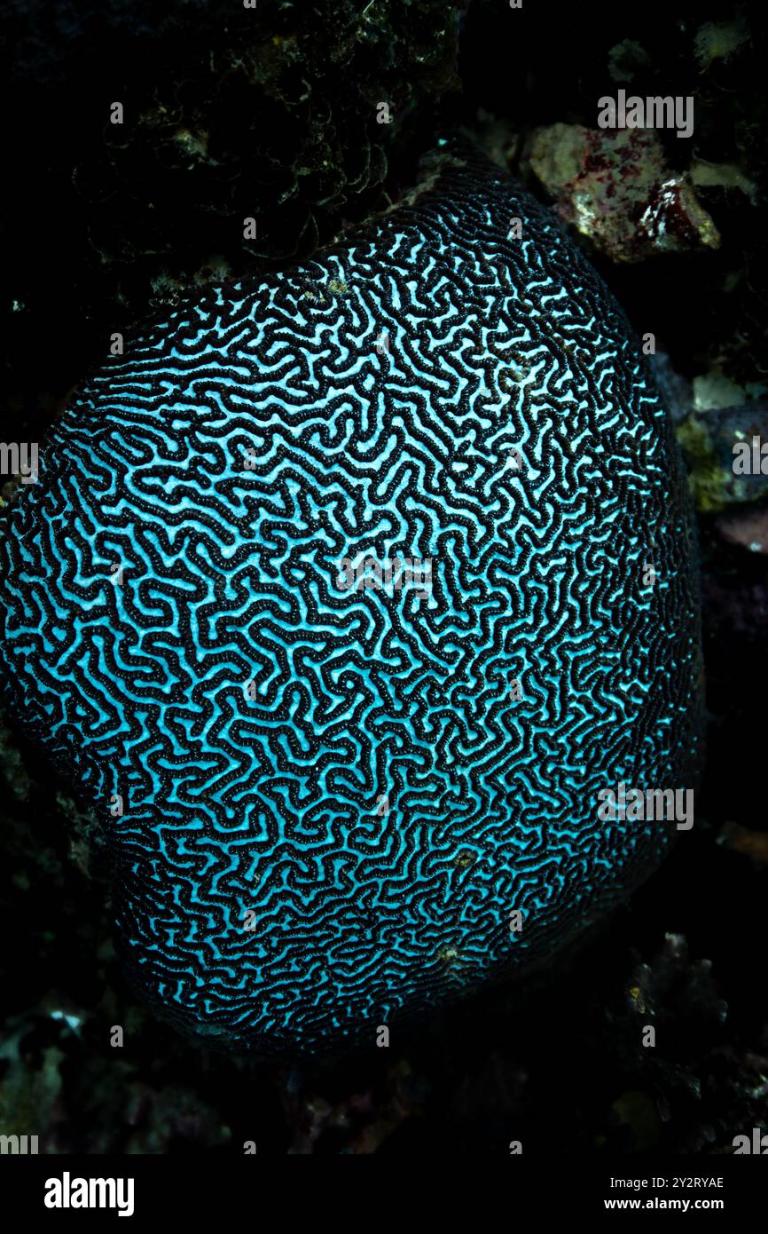 Close-up image of brain coral structure with intricate patterns and ...