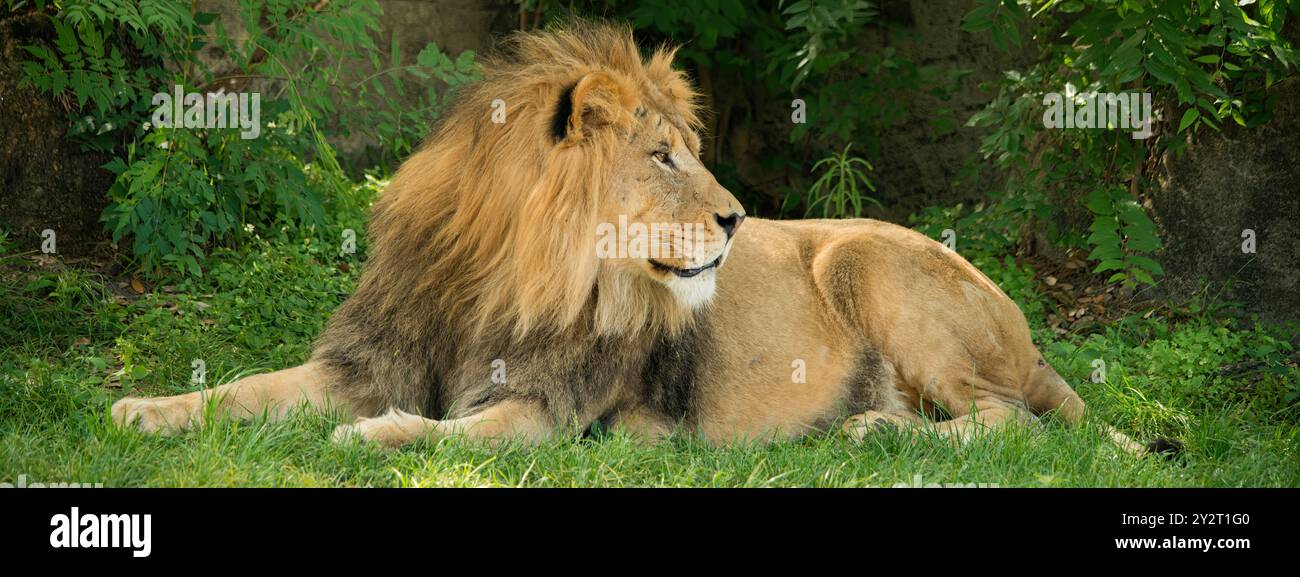 Big cat lion male hi-res stock photography and images - Alamy