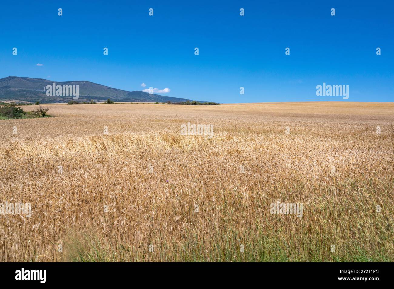 Wheat fields, here at Hix, are a typical landscape element of the ...