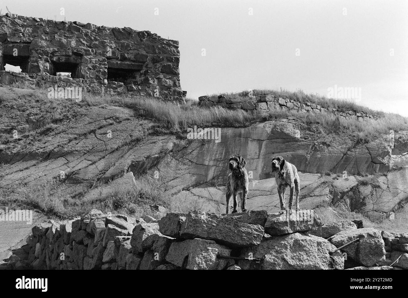 Current 34 - 3 - 1971: Summer island for artistsOn Citadeløya just ...