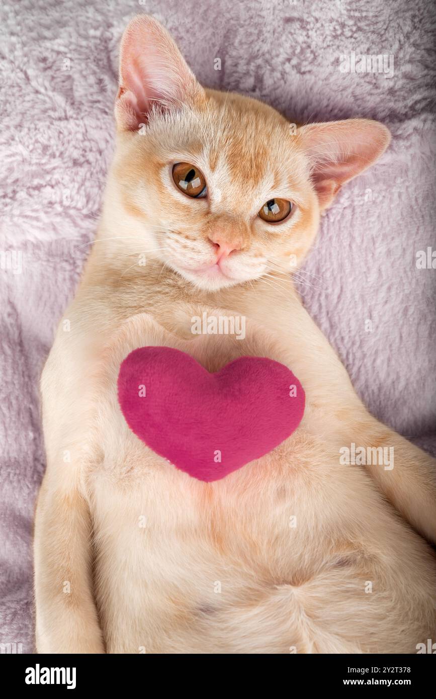Red Burmese kitten with a red plush heart. The cat is resting on a ...