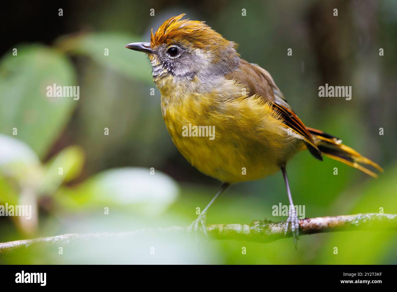 Beautiful yellow bird, Chestnut-tailed Minla (Minla strigula) on a ...