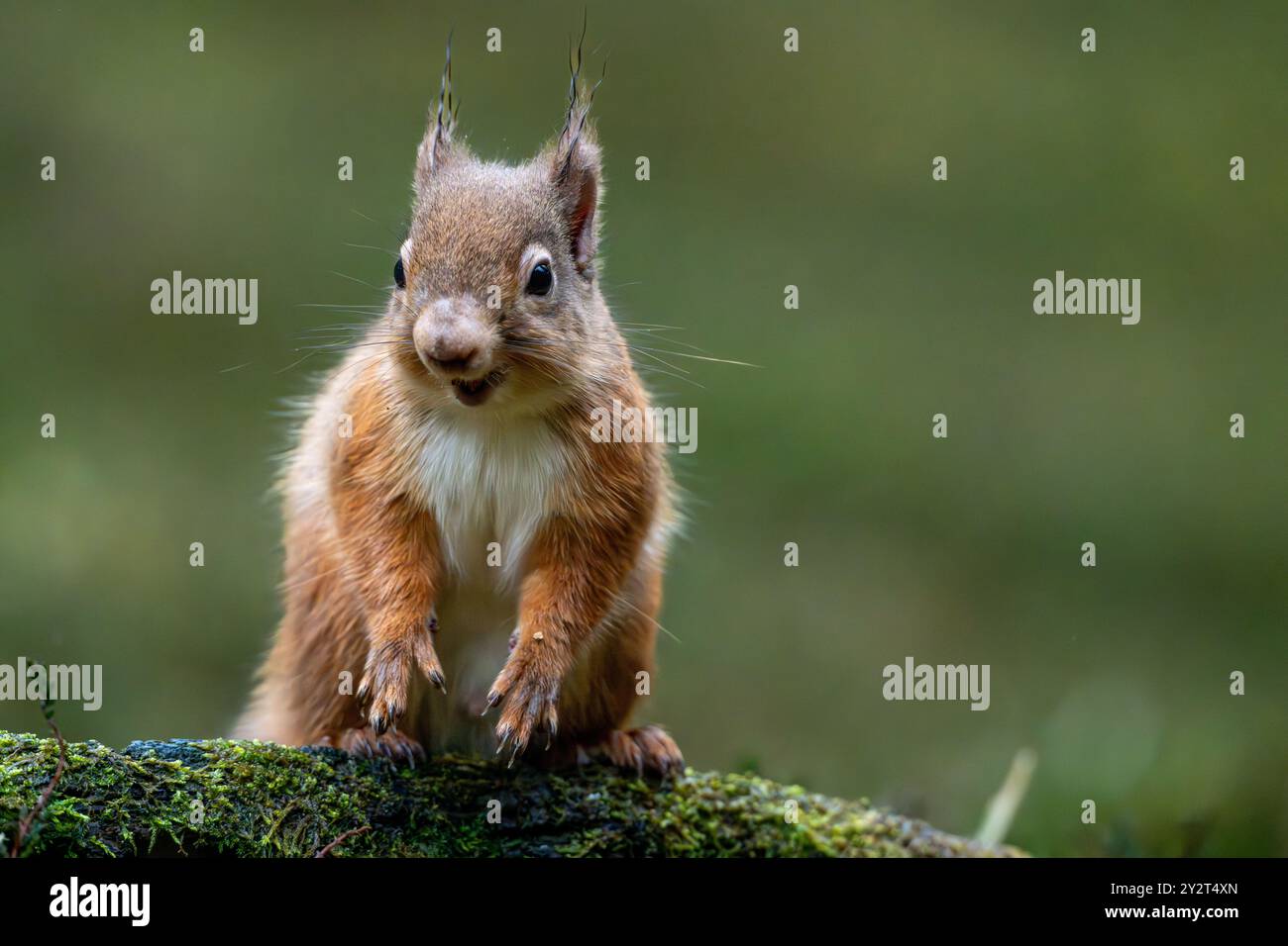 Red Squirrel looking happy Stock Photo - Alamy