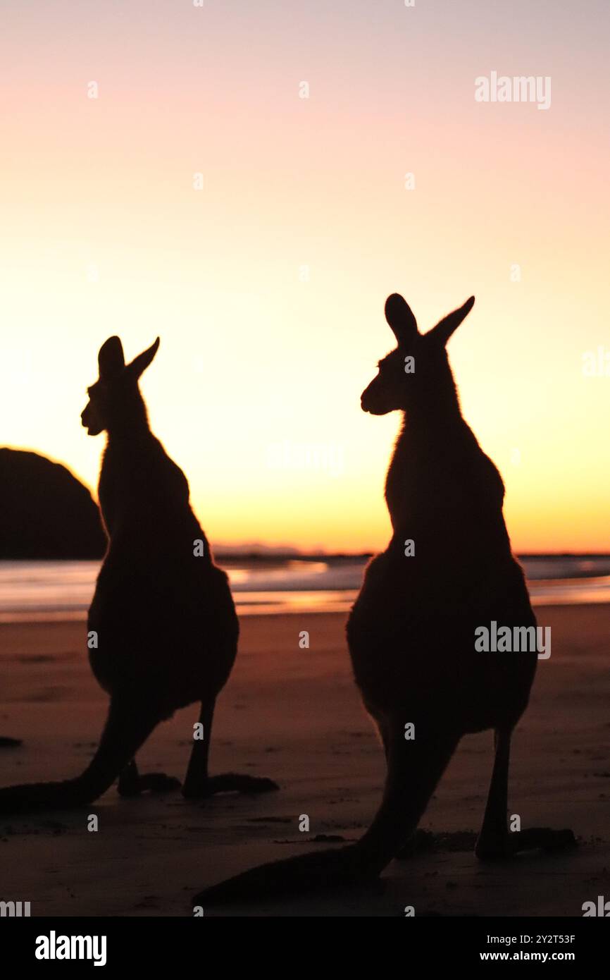 Cape Hillsborough, Kangaroos roam on the beach front enjoying their ...