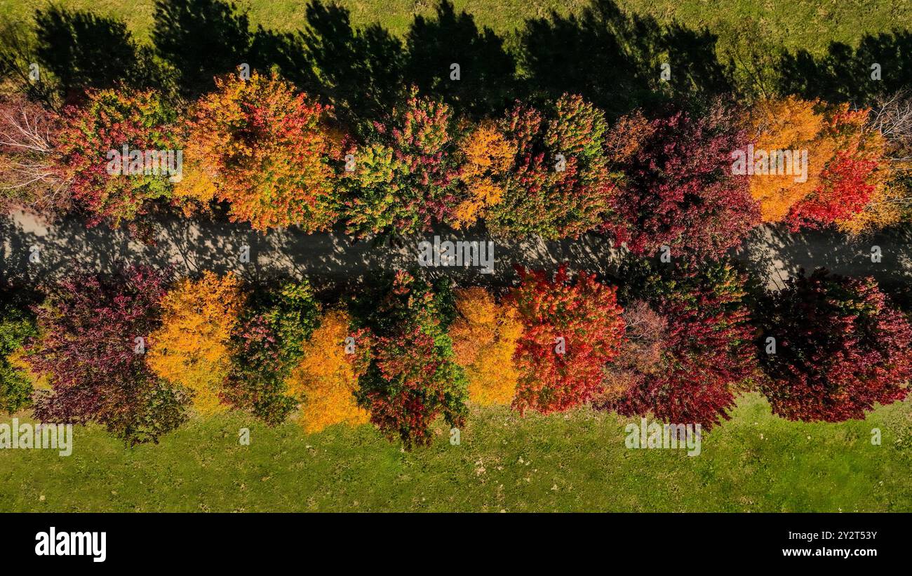 Aerial view of Autumn leaves creating a spectacular colour scene in ...
