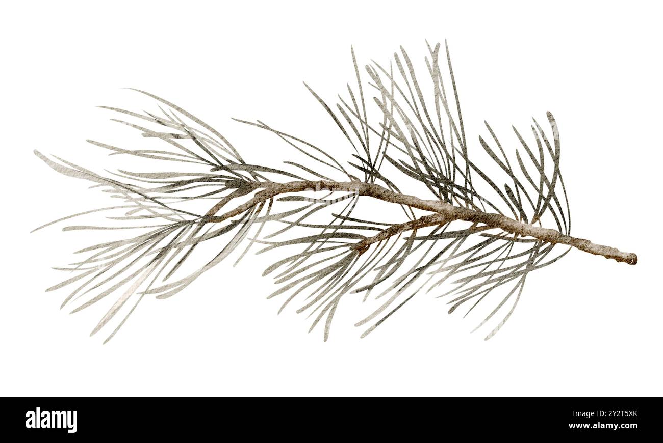 Watercolor pine tree sprig with cones on isolated background ...