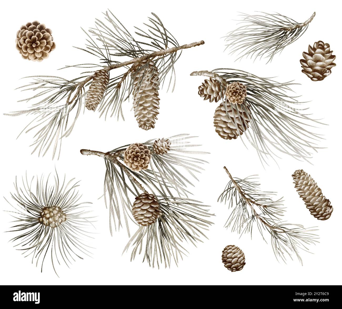 Watercolor set pine tree sprig with cones on isolated background ...