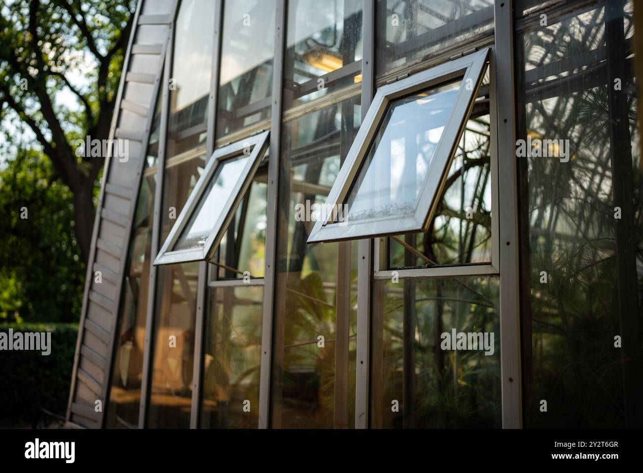 Open windows vents in greenhouse for ventilation with tropical plants ...