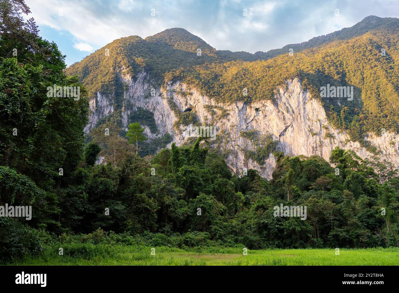 A landscape view of a lush green forest with towering mountains in ...