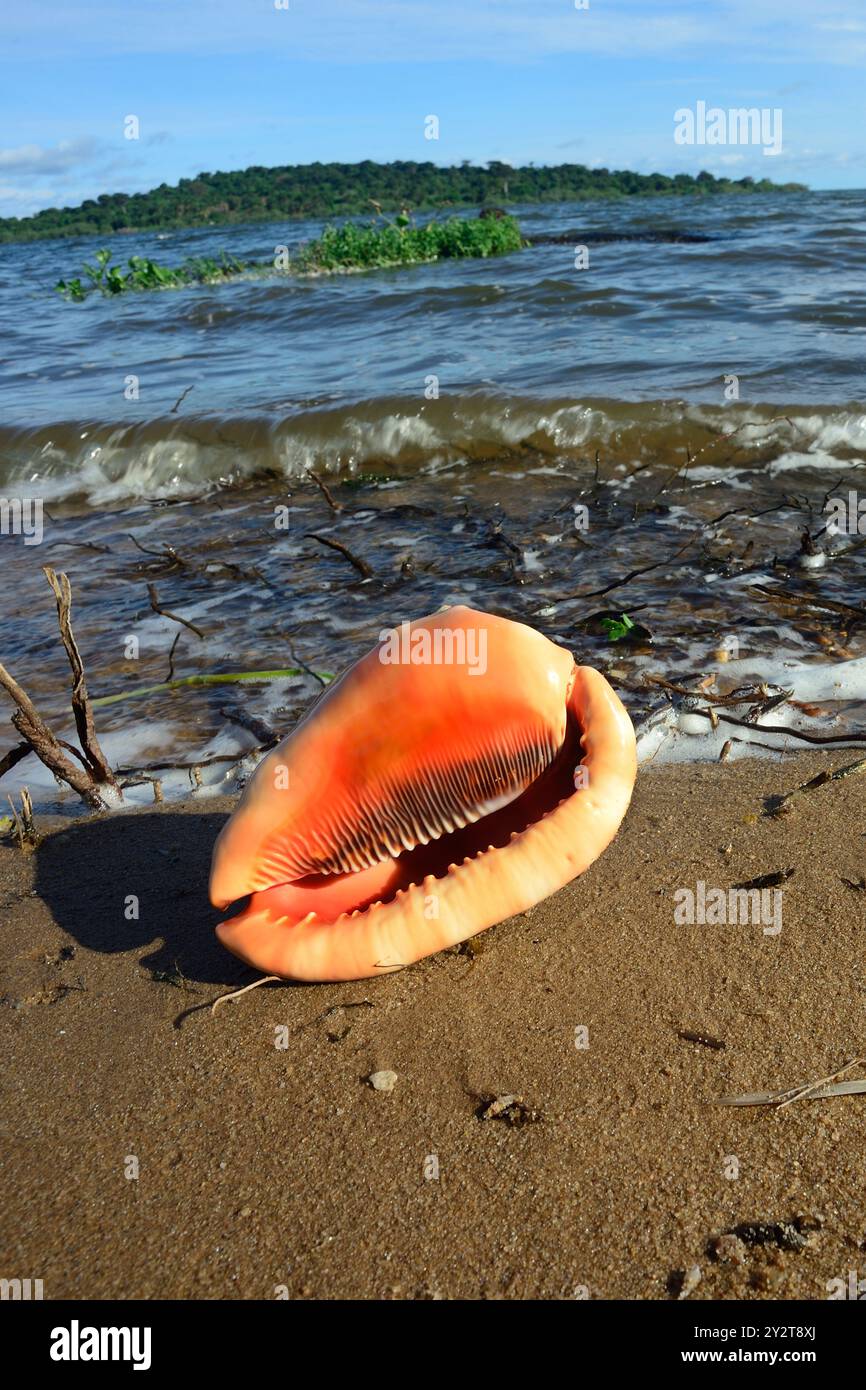 A shell at a beach on Lake Victoria Stock Photo - Alamy