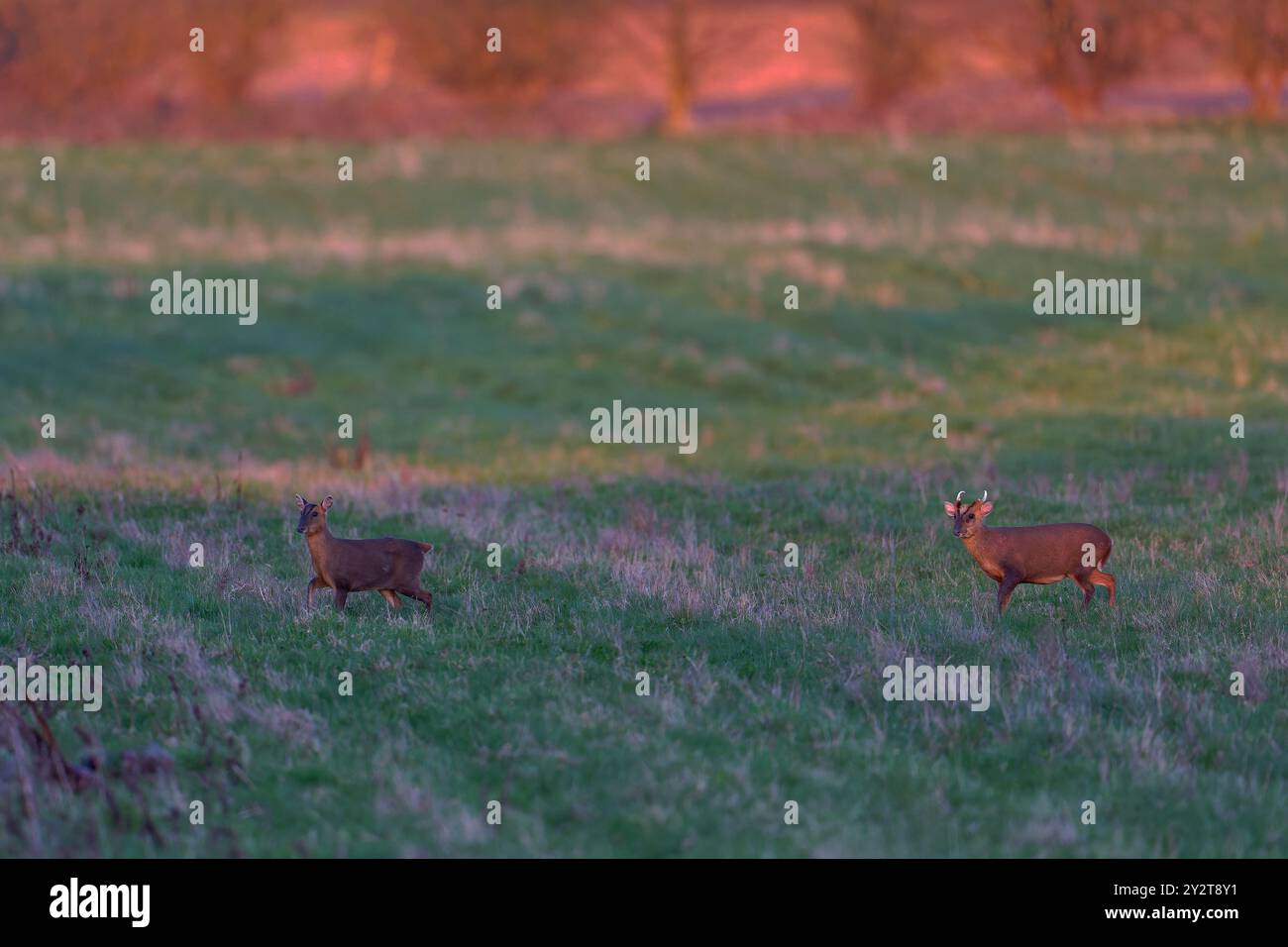 Muntjac (doe and buck) also known as Reeves’ Muntjac, barking deer and ...