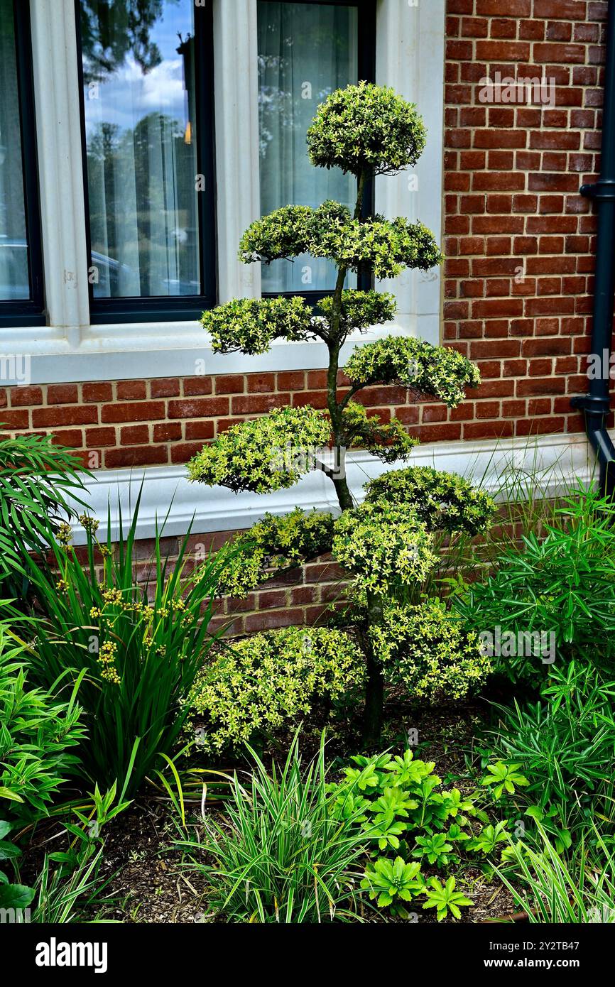 A neatly trimmed box leaf holly topiary in front of a brick wall Stock ...