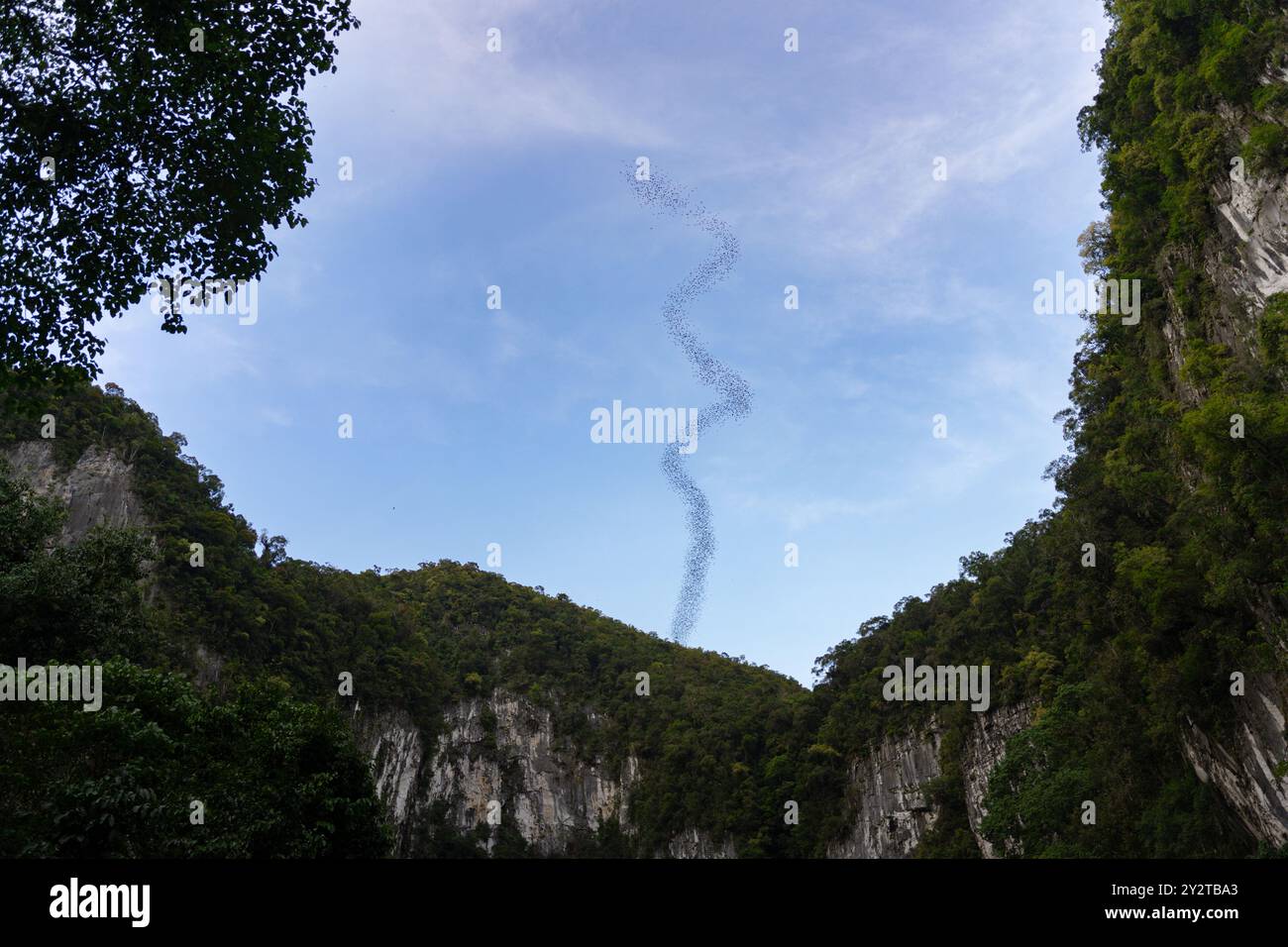 A flock of bats forming a vertical pattern in blue sky near the Bat ...