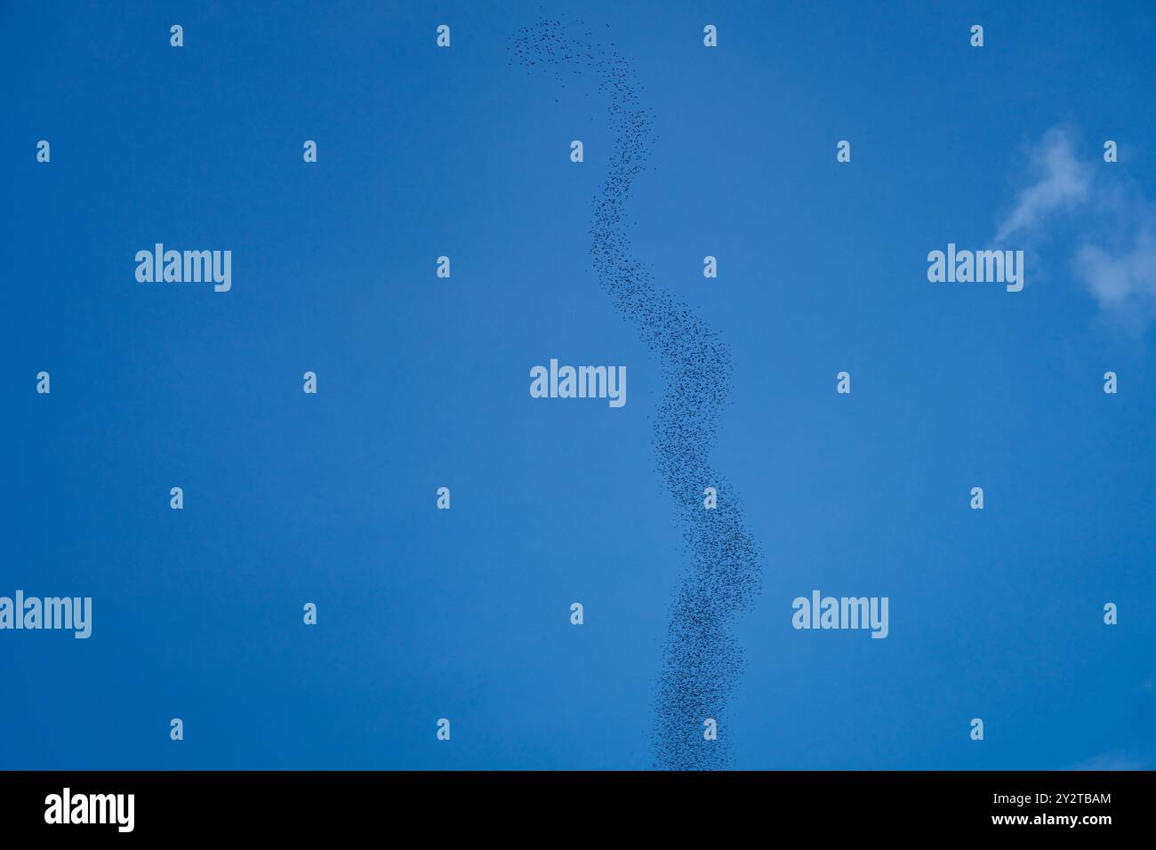 A flock of bats forming a vertical pattern in blue sky near the Bat ...