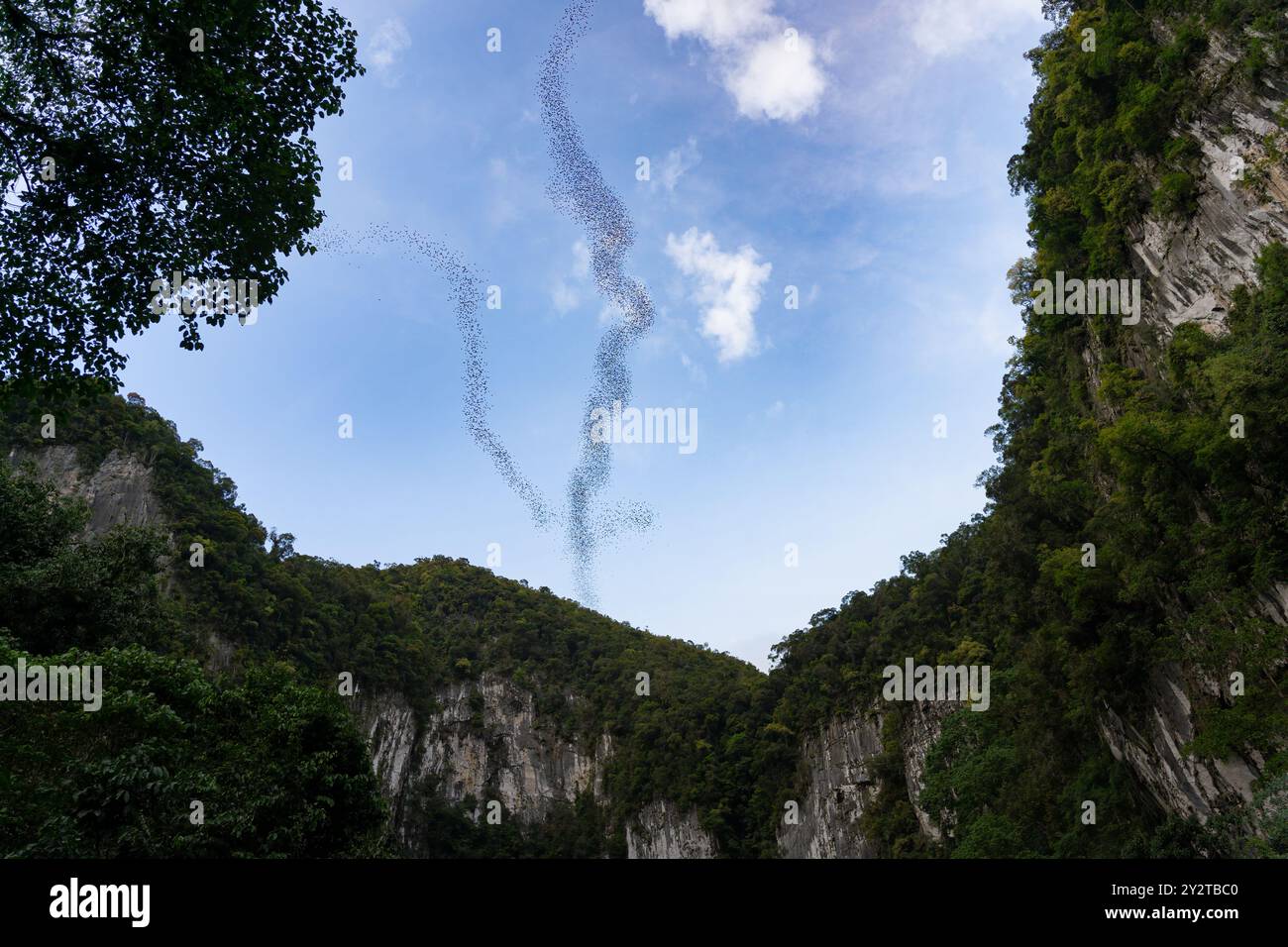 A flock of bats forming a vertical pattern in blue sky near the Bat ...