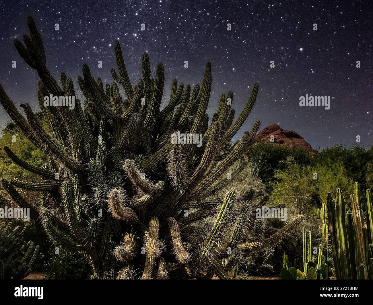 Starry Night Over the McDowell Sonoran Conservancy Gateway Trailhead in ...