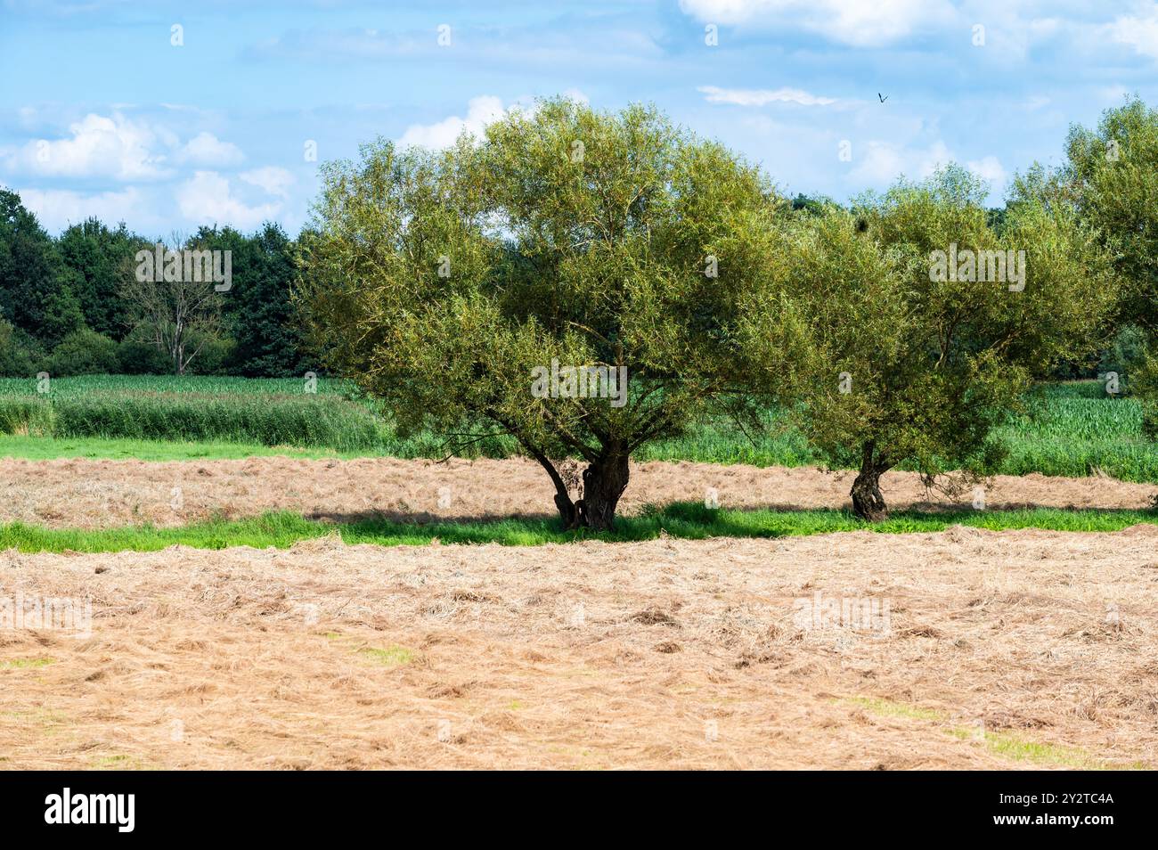 Trees in a harvested golden wheat field at the Flemish countryside ...