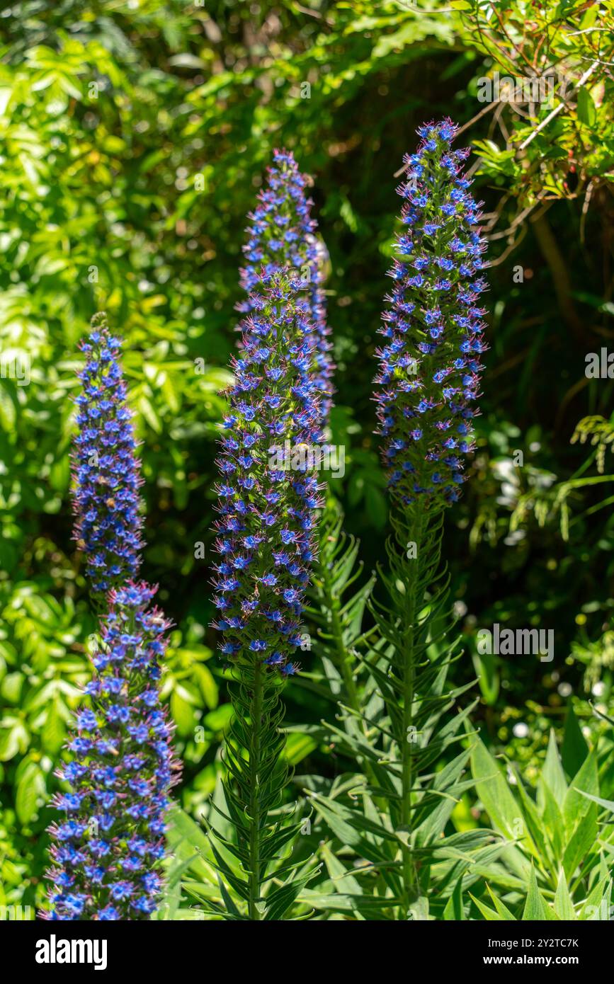 Spikes stand hi-res stock photography and images - Alamy