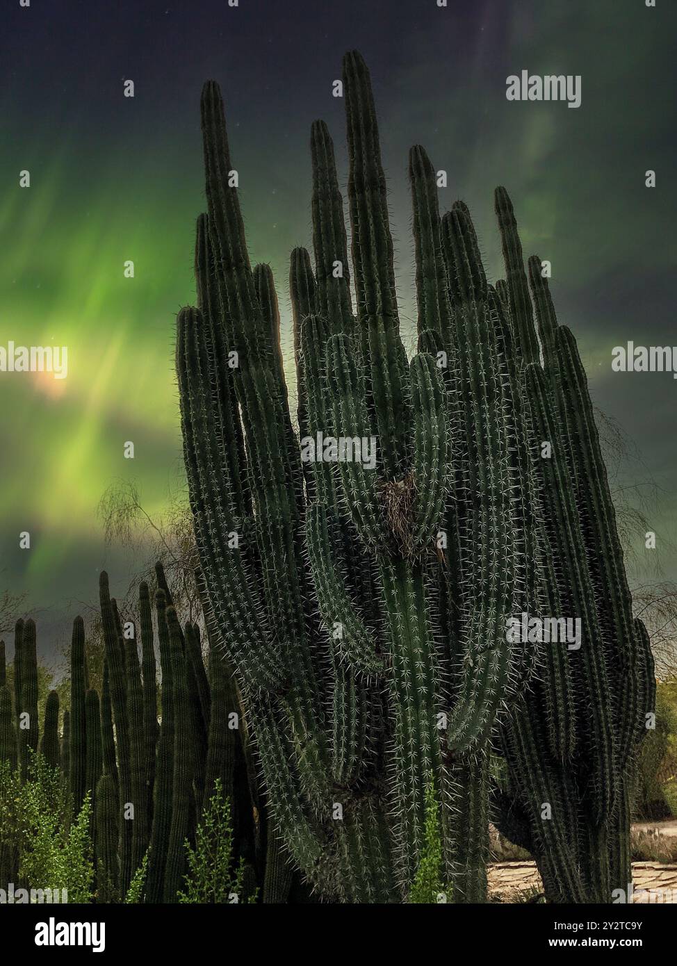 Starry Night Over the McDowell Sonoran Conservancy Gateway Trailhead in ...