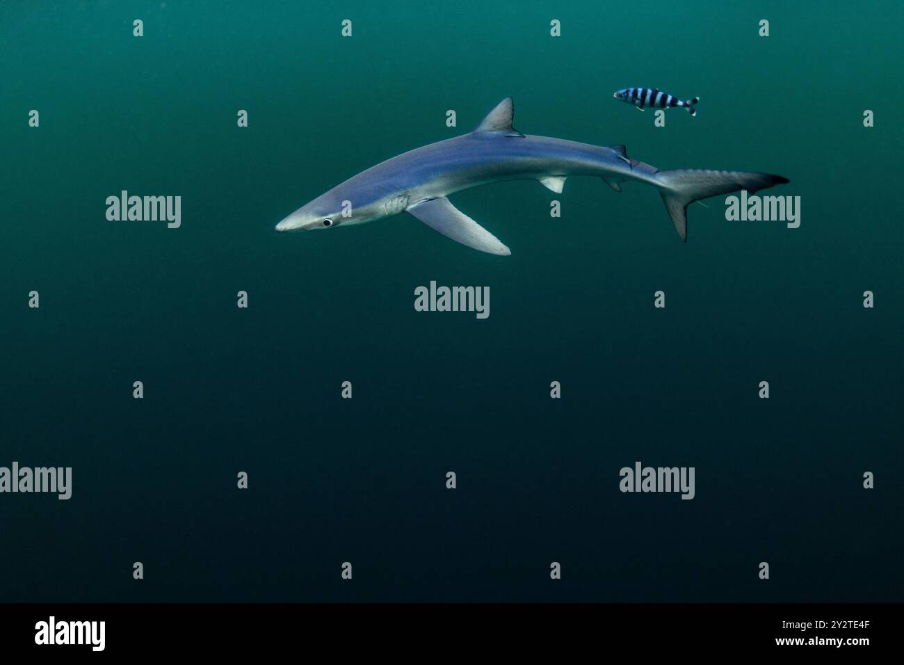 A Blue Shark is spotted with a Pilot fish off the coast of Penzance ...