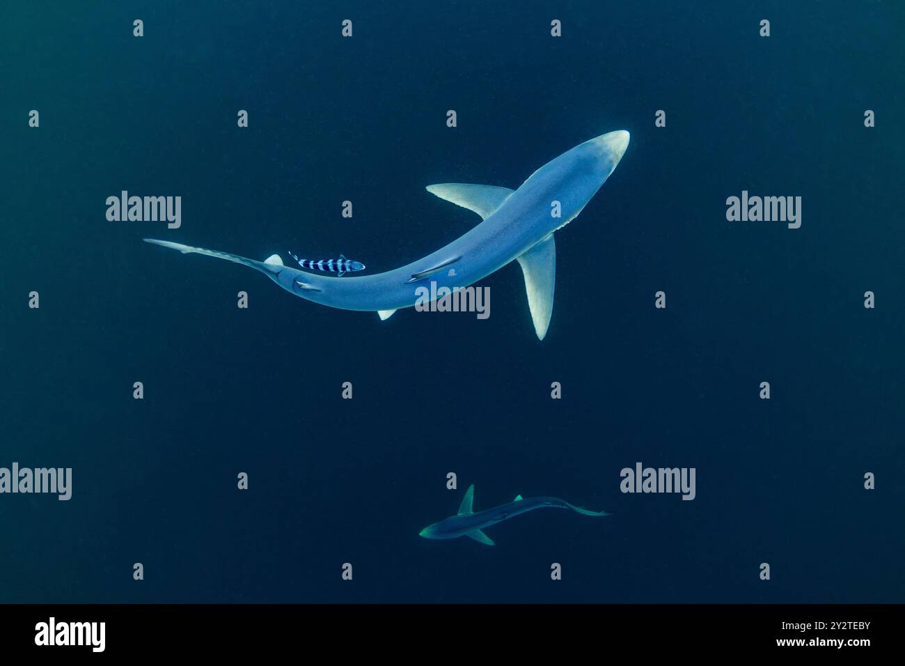 A Blue Shark is spotted with a Pilot fish off the coast of Penzance ...