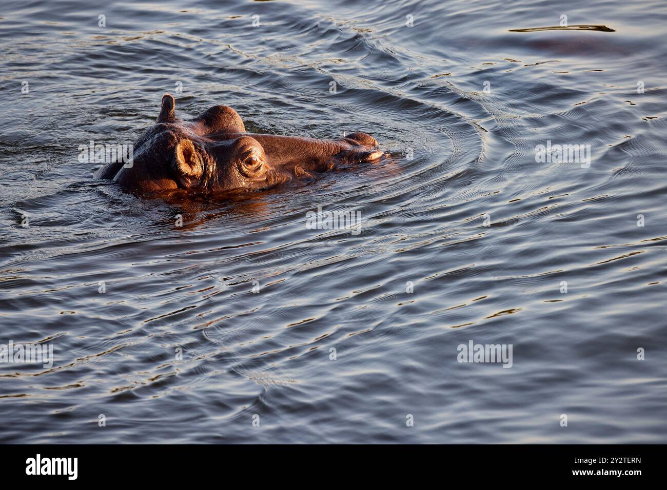 A hippopotamus at Chobe River creates a powerful scene. Picture a ...