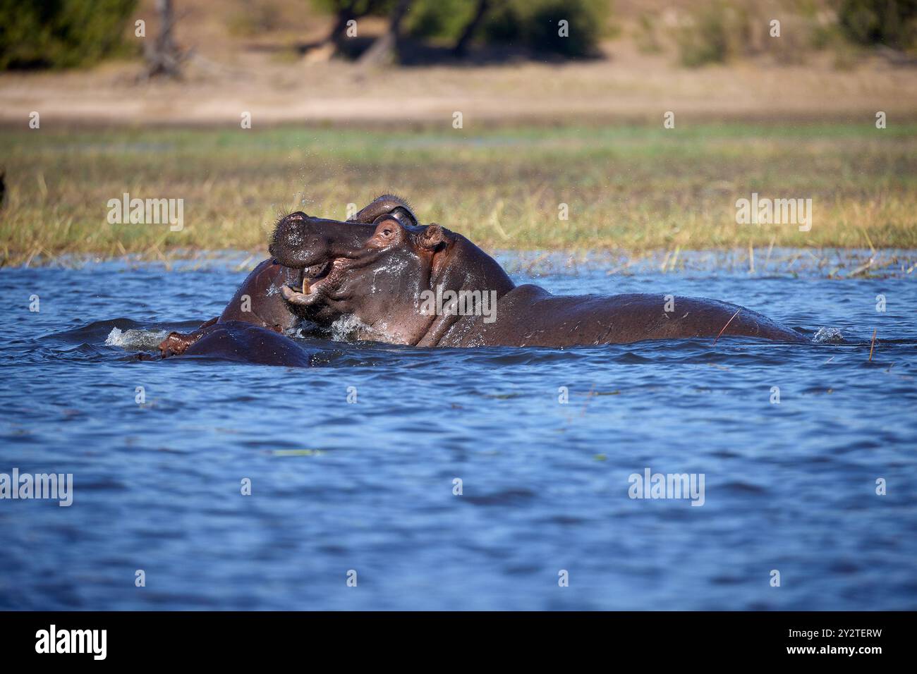 A hippopotamus at Chobe River creates a powerful scene. Picture a ...