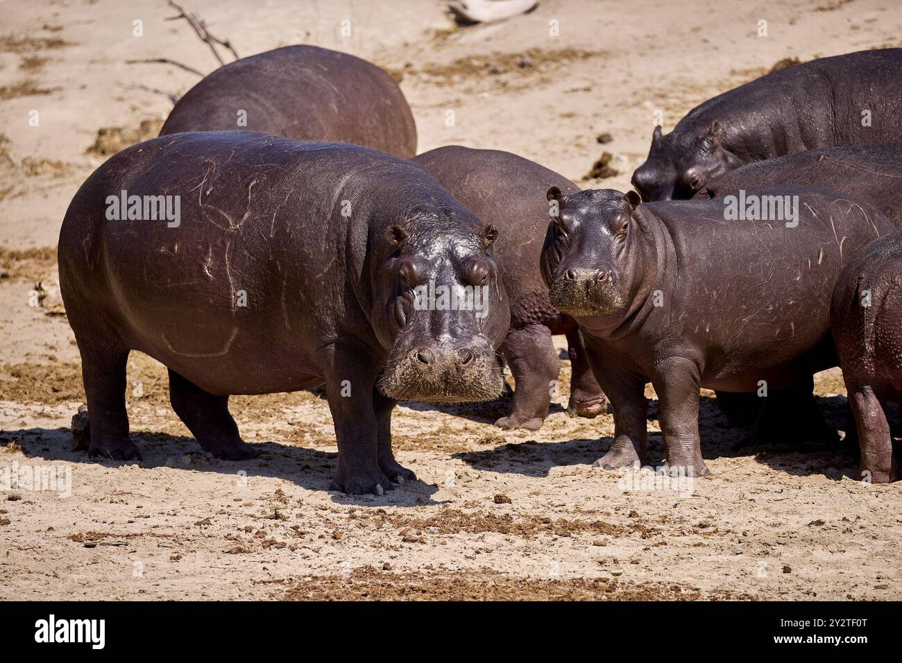 A hippopotamus at Chobe River creates a powerful scene. Picture a ...
