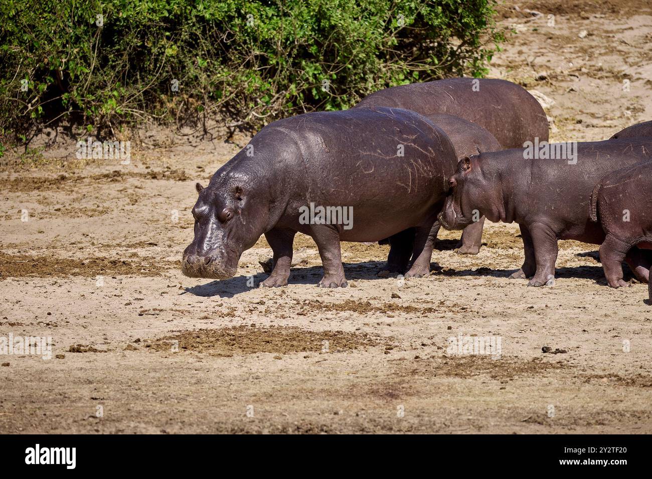 A hippopotamus at Chobe River creates a powerful scene. Picture a ...