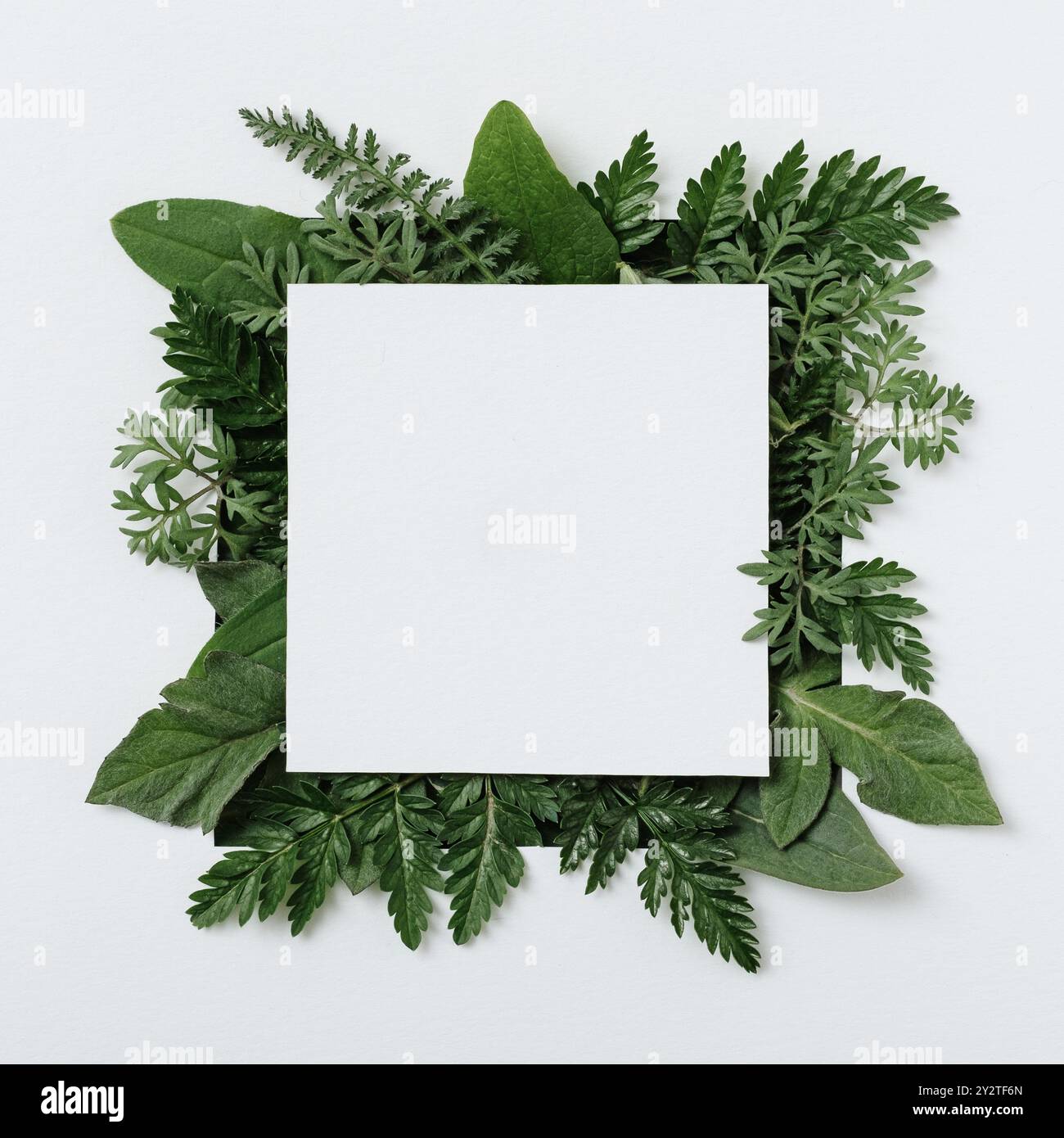 A blank white square card framed by green leaves and foliage on a light ...