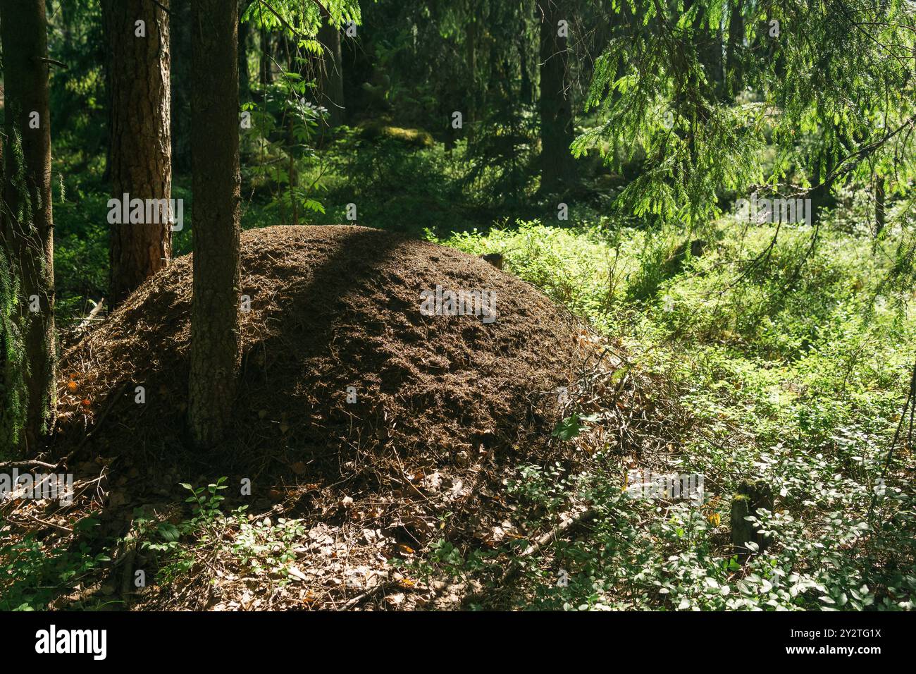 red wood ant nest in the forest Stock Photo - Alamy