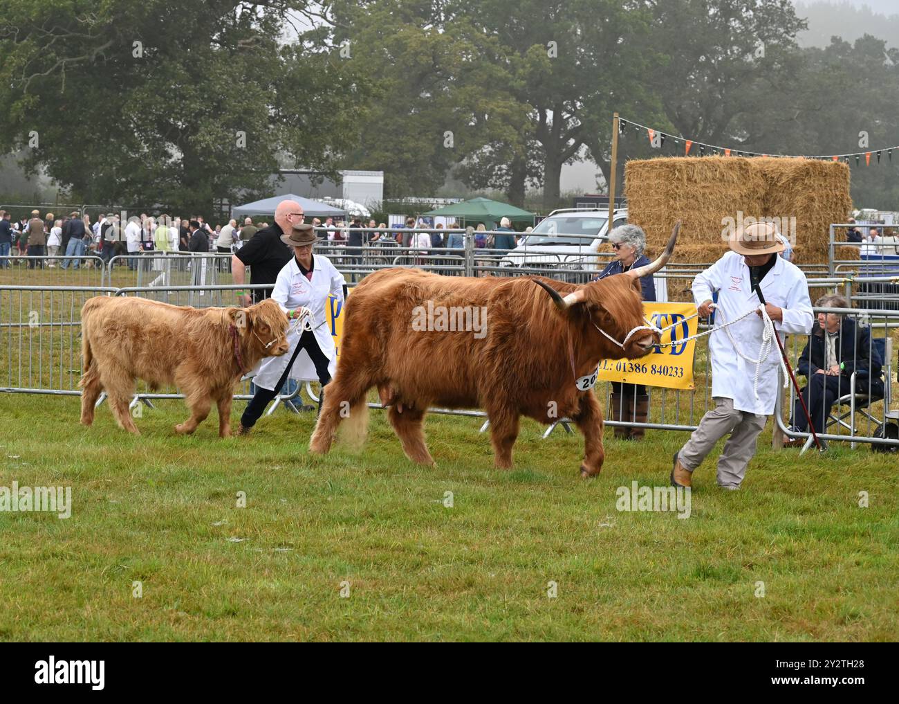 Highland Cattle judging at the 2024 Moreton in Marsh Show ...
