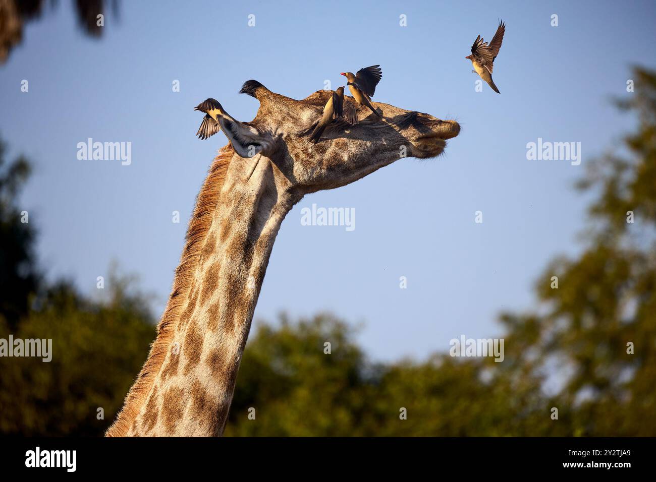 Giraffes are the tallest land animals on Earth, known for their long ...