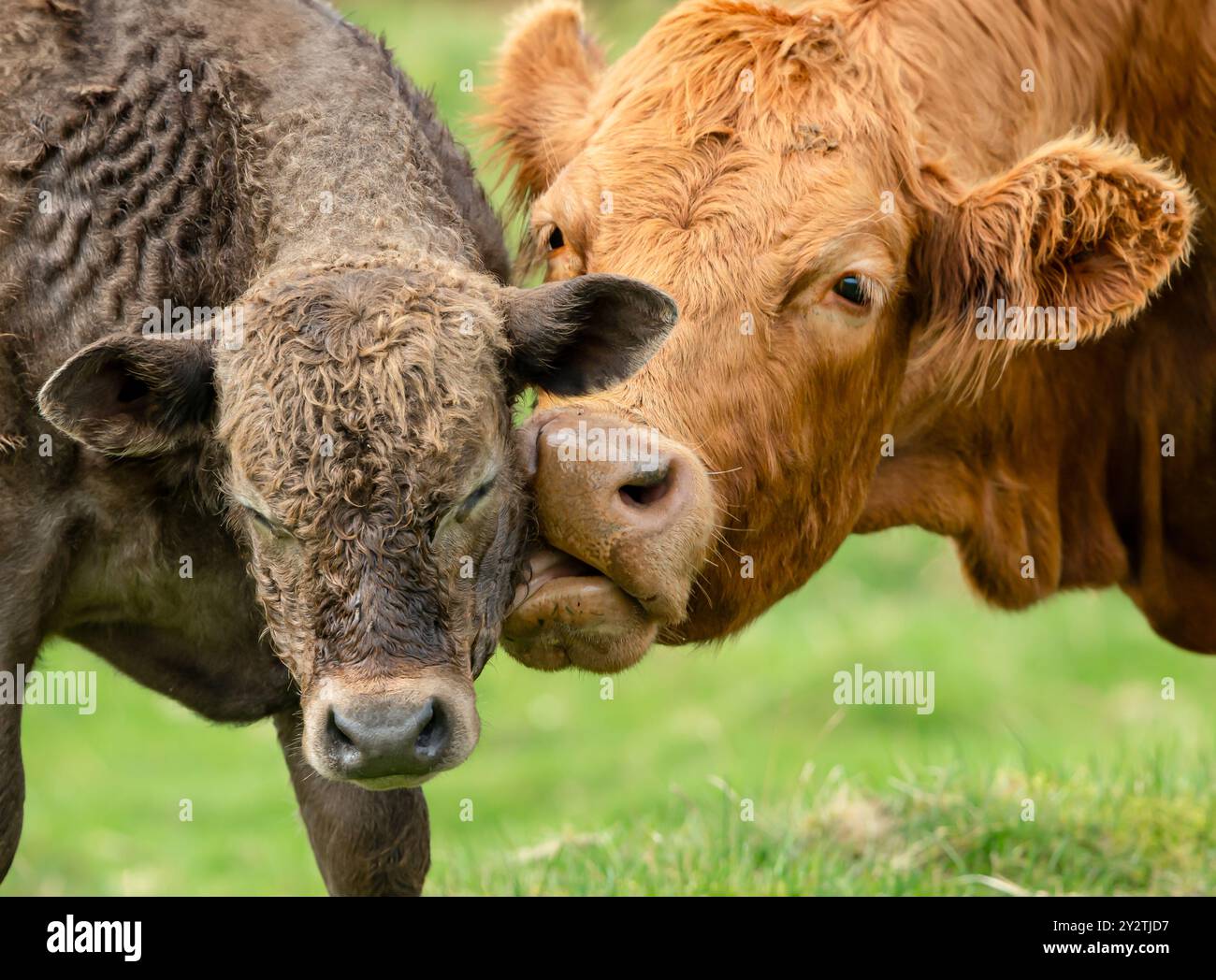 A Limousin mother cow gently licks her young brown calf in a lush green ...