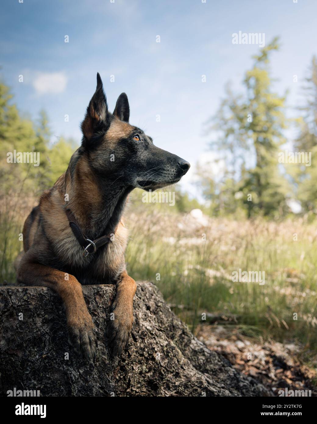 A Belgian Malinois dog resting on a tree stump in a forest with a clear ...