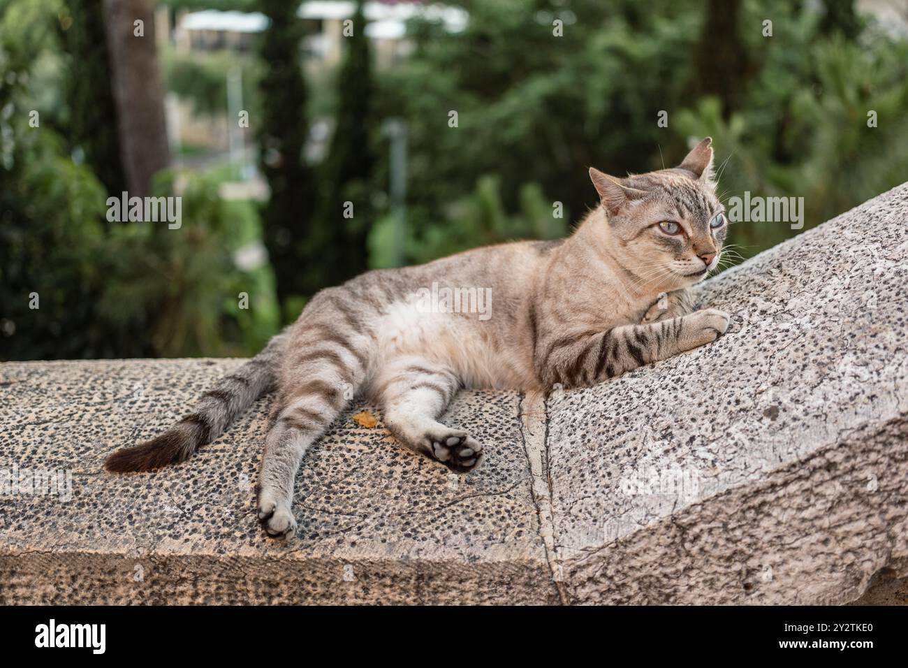 A serene, gentle cat is peacefully resting on the textured bark of a ...