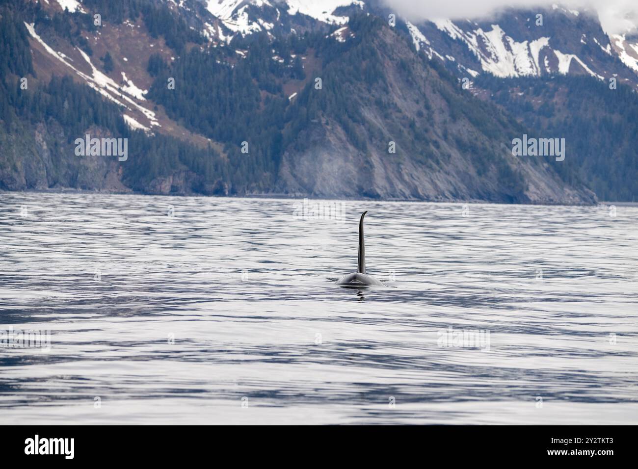 An orca (Orcinus orca), or killer whale swimming in the waters of Kenai ...