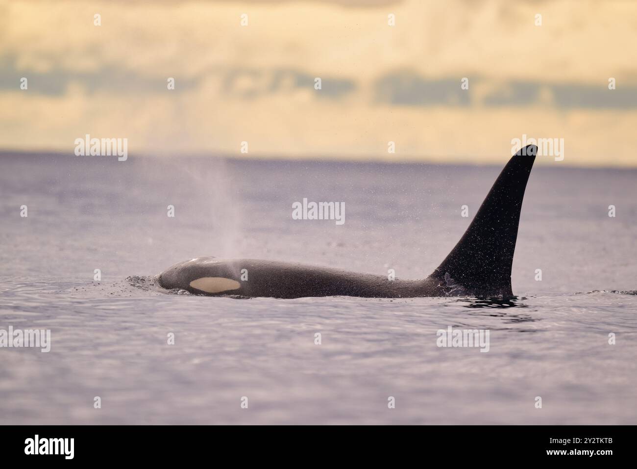 An orca (Orcinus orca), or killer whale swimming in the waters of Kenai ...