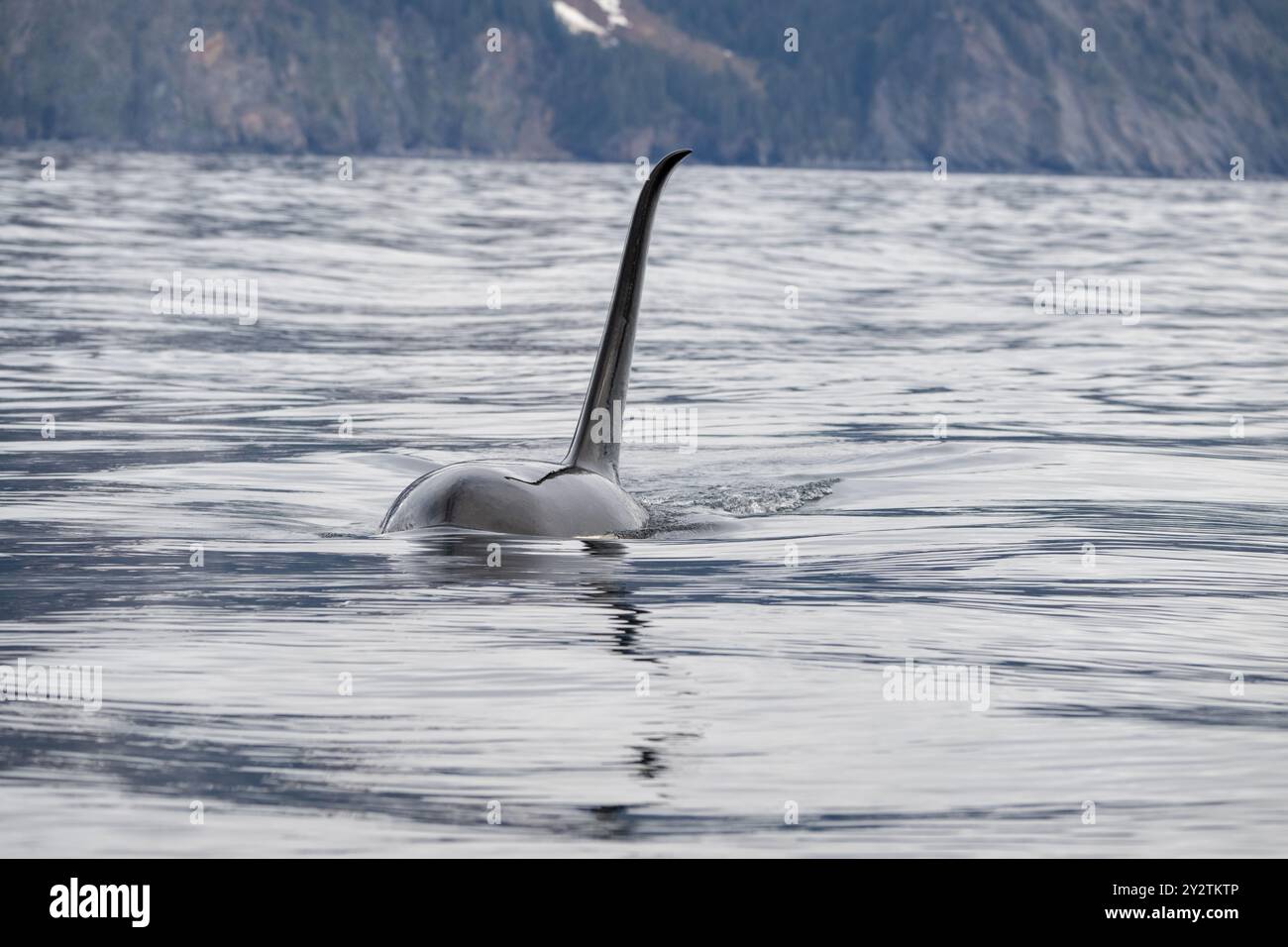 An orca (Orcinus orca), or killer whale swimming in the waters of Kenai ...