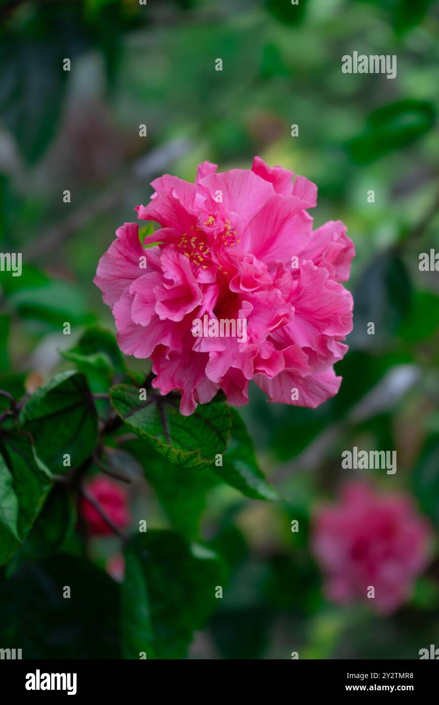 Terry Hibiscus pink color Hibiscus rosa sinensis Stock Photo - Alamy