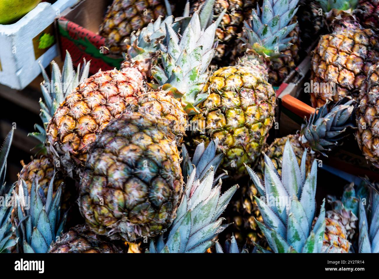 A close-up of fresh pineapples displayed at a market stall Stock Photo ...