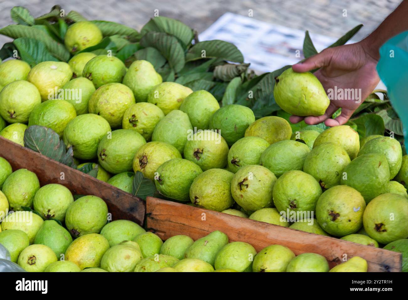 A hand selecting fresh green guavas from a market stall, showcasing ...